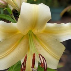 Lily (Lilium 'Shine On') in the Lilies Database - Garden.org