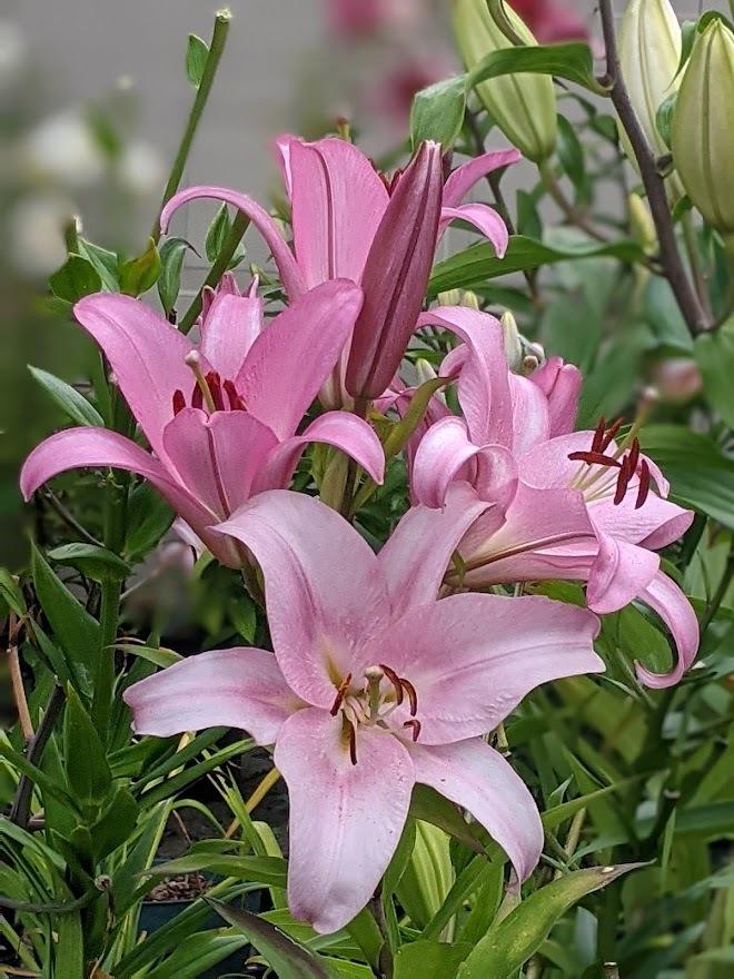 Lily (Lilium 'Master') in the Lilies Database - Garden.org