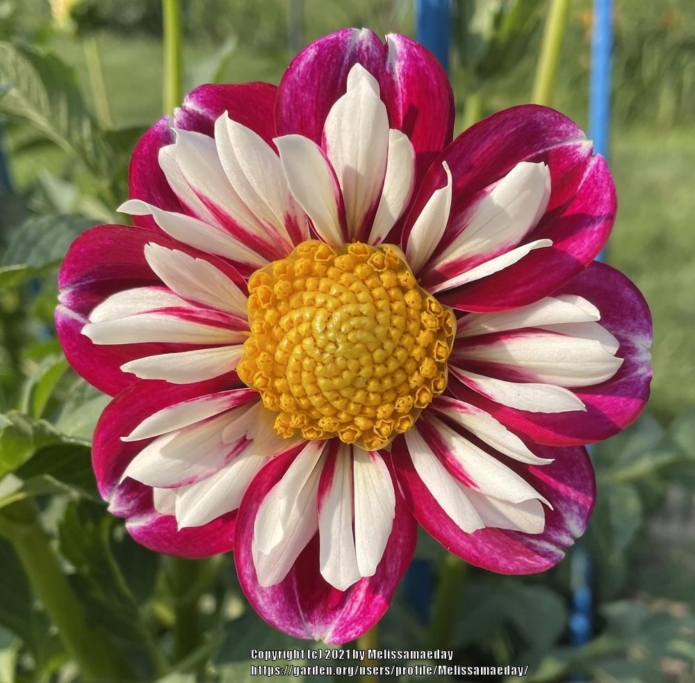 Dahlia 'Bumble Rumble' in the Dahlias Database - Garden.org