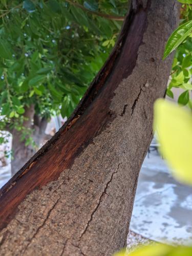 Ficus tree bark is peeling off, tree still strong and healthy though in ...
