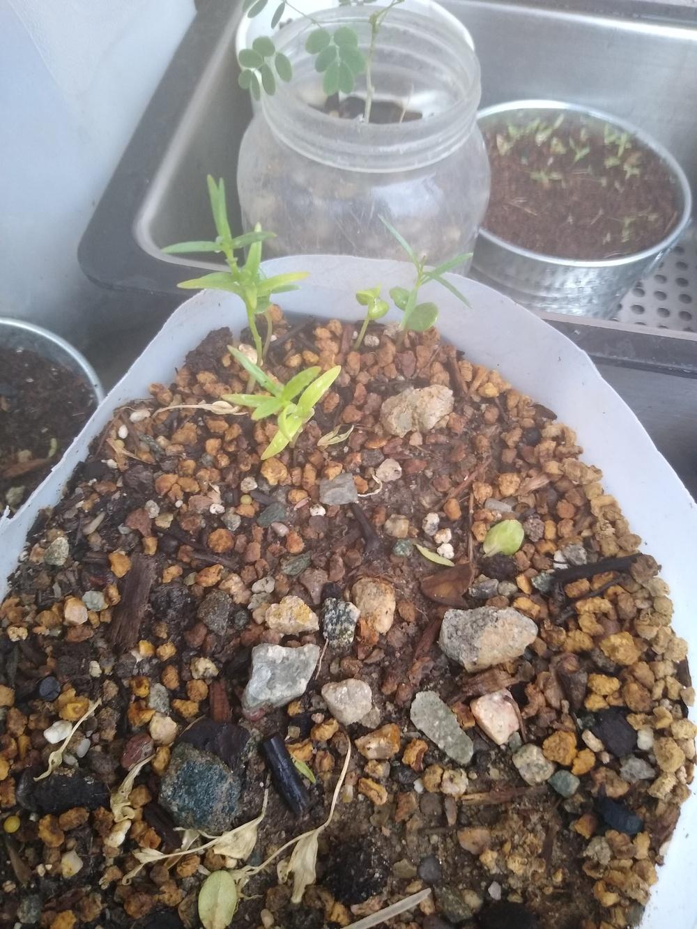 Rush Milkweed (Asclepias subulata) in the Milkweeds Database - Garden.org