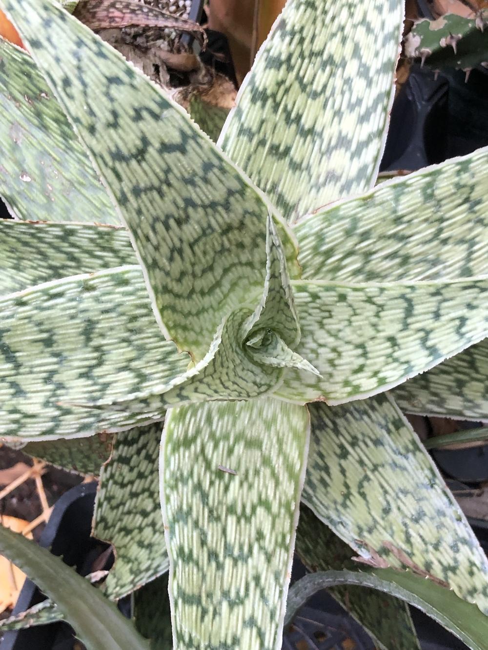 Aloe 'Delta Lights' in the Aloes Database - Garden.org
