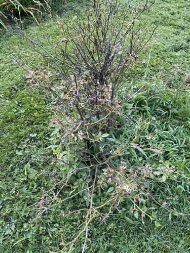 Disease, Malnutrition, or both? in the Roses forum - Garden.org