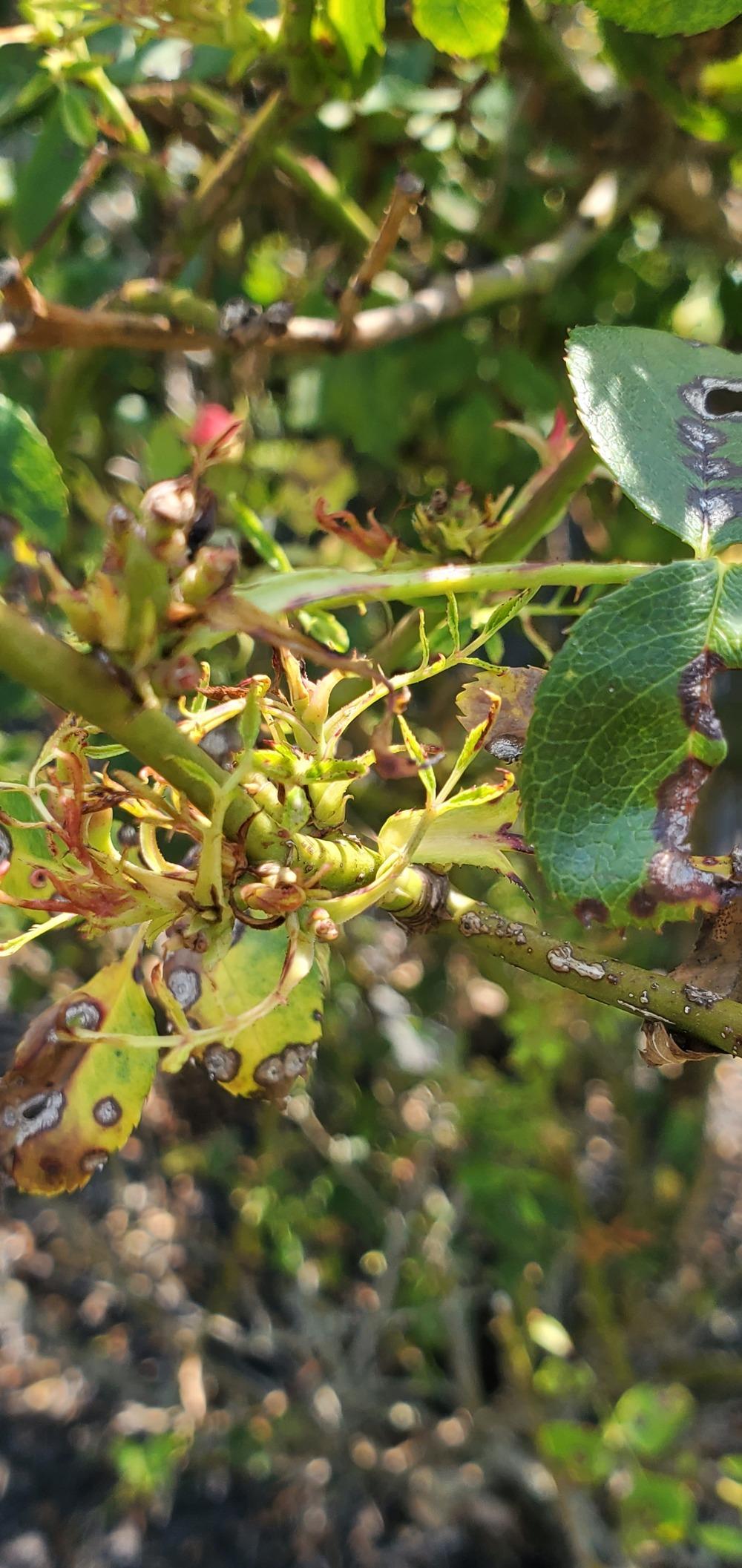 Knock Out rose bush deformed stunted growth in the Roses forum - Garden.org