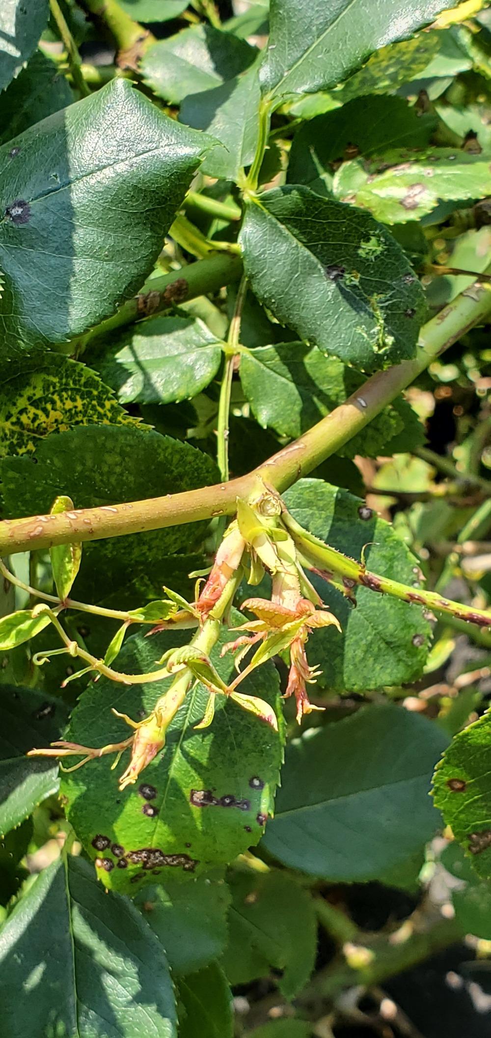 Knock Out rose bush deformed stunted growth in the Roses forum - Garden.org