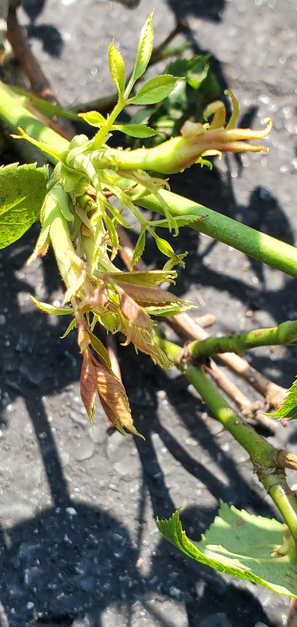 Knock Out rose bush deformed stunted growth in the Roses forum - Garden.org
