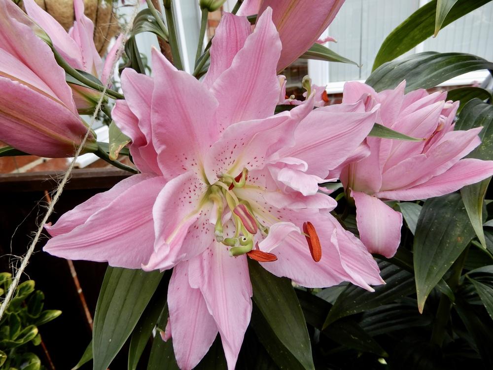 Lily (Lilium 'Pretty Princess') in the Lilies Database - Garden.org