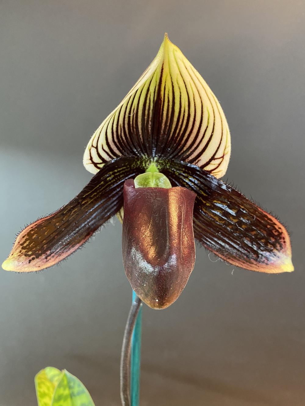 Orchid (Paphiopedilum Mystically Contrasting 'Ursula's Dark Demon ...