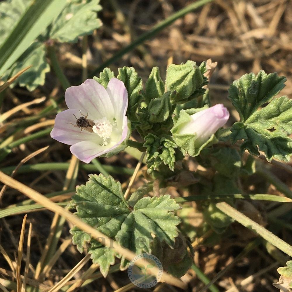 Common Mallow (Malva neglecta) - Garden.org