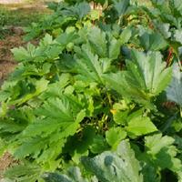 Squash (Cucurbita pepo 'Medallion') in the Gourds, Squashes and ...