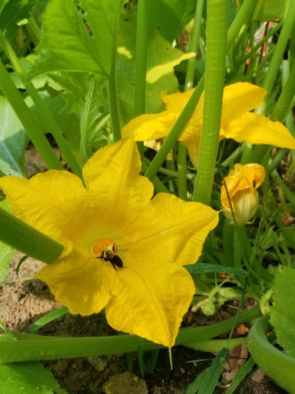 Squash (Cucurbita pepo 'Medallion') in the Gourds, Squashes and ...