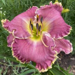 Daylily (Hemerocallis 'Raspberry Eclipse') in the Daylilies Database ...