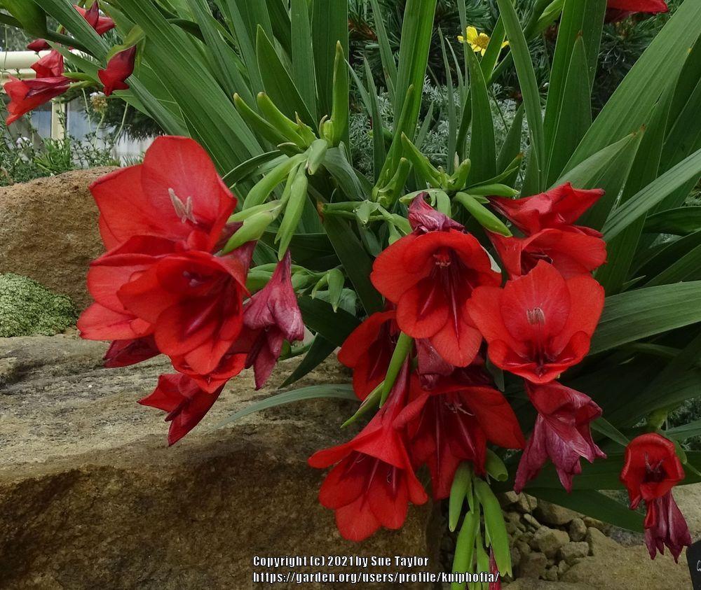 Gladiola (Gladiolus flanaganii) in the Gladiolus Database - Garden.org