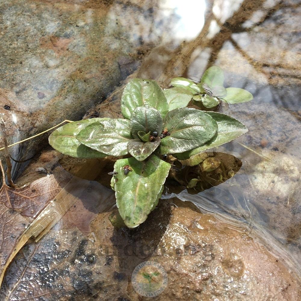 Water Speedwell (Veronica anagallis-aquatica subsp. anagallis-aquatica ...