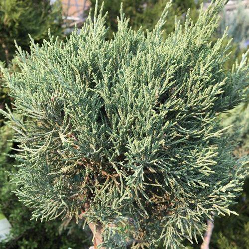 Chinese Juniper (Juniperus chinensis 'Hetzii Glauca') - Garden.org