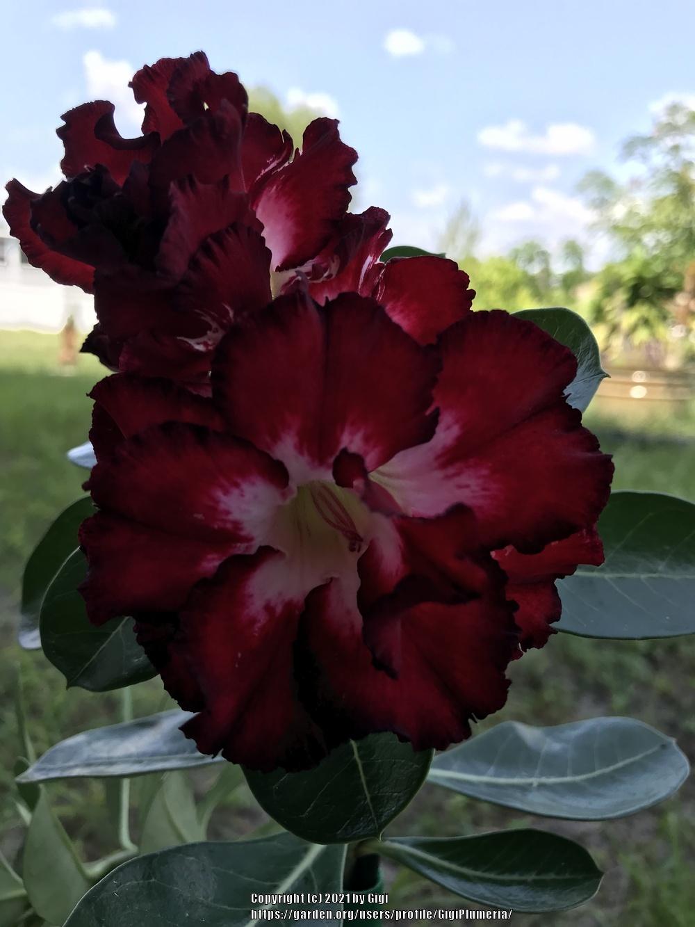 Adenium (Adenium obesum 'Black Romance') in the Adeniums Database ...