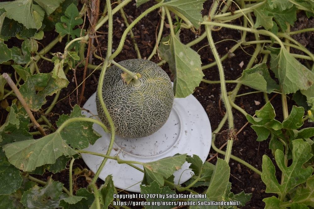 2021 Melon Thread in the Vegetables and Fruit forum - Garden.org