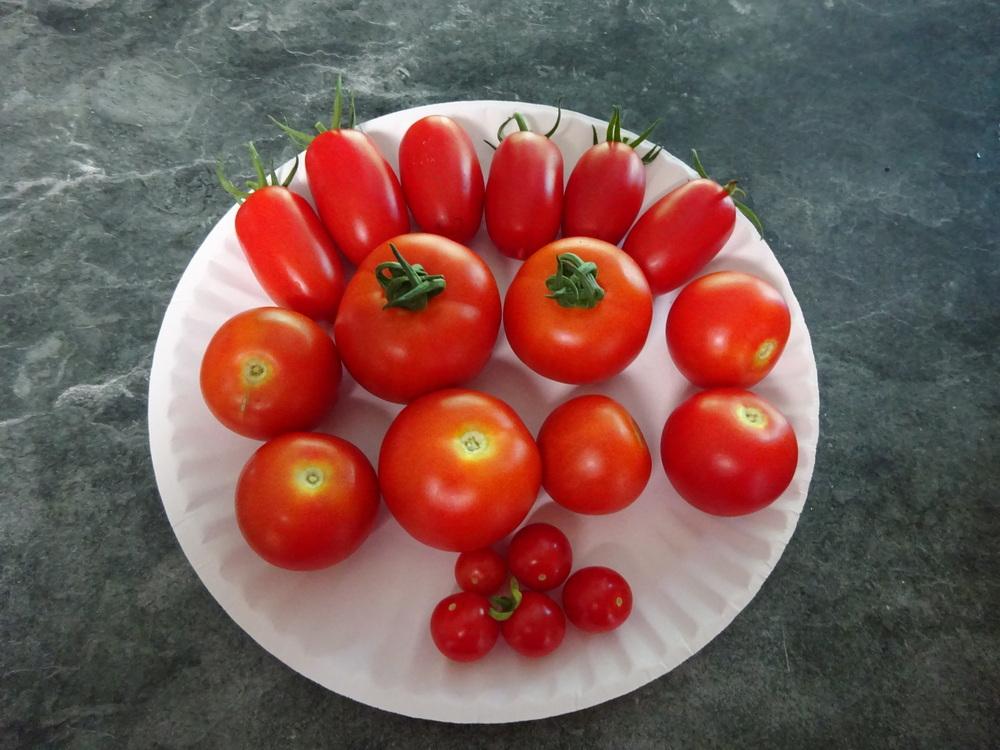 2021 Tomato Thread in the Vegetables and Fruit forum - Garden.org