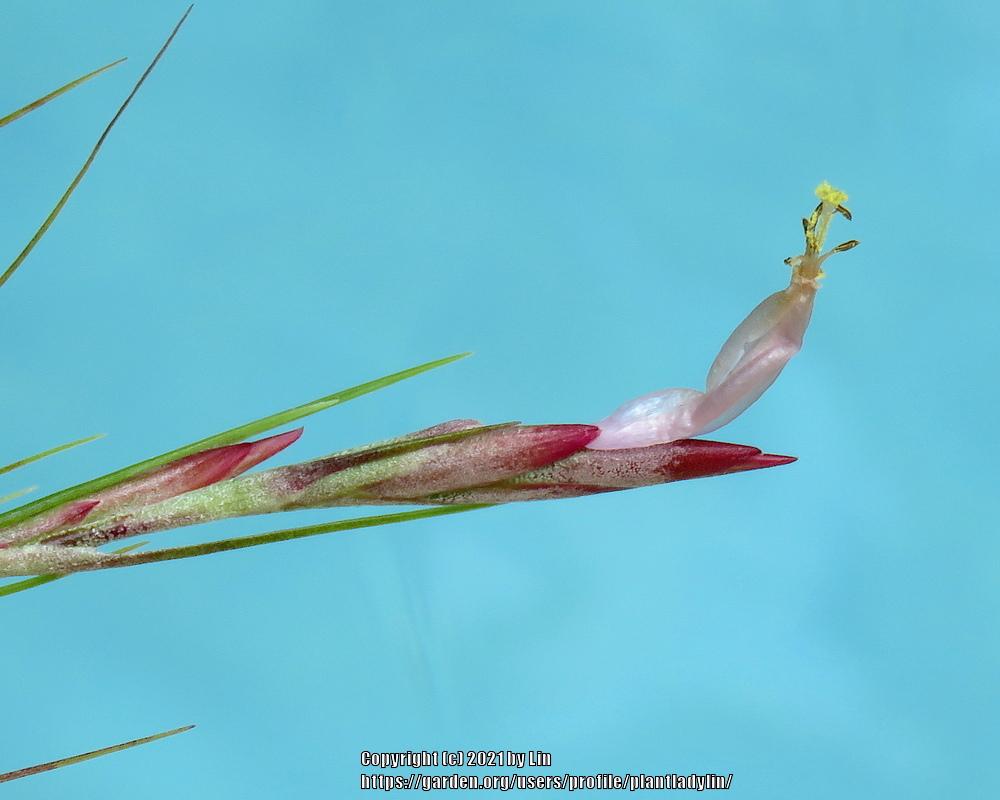 Photo of the bloom of Southern needleleaf (Tillandsia setacea) posted ...