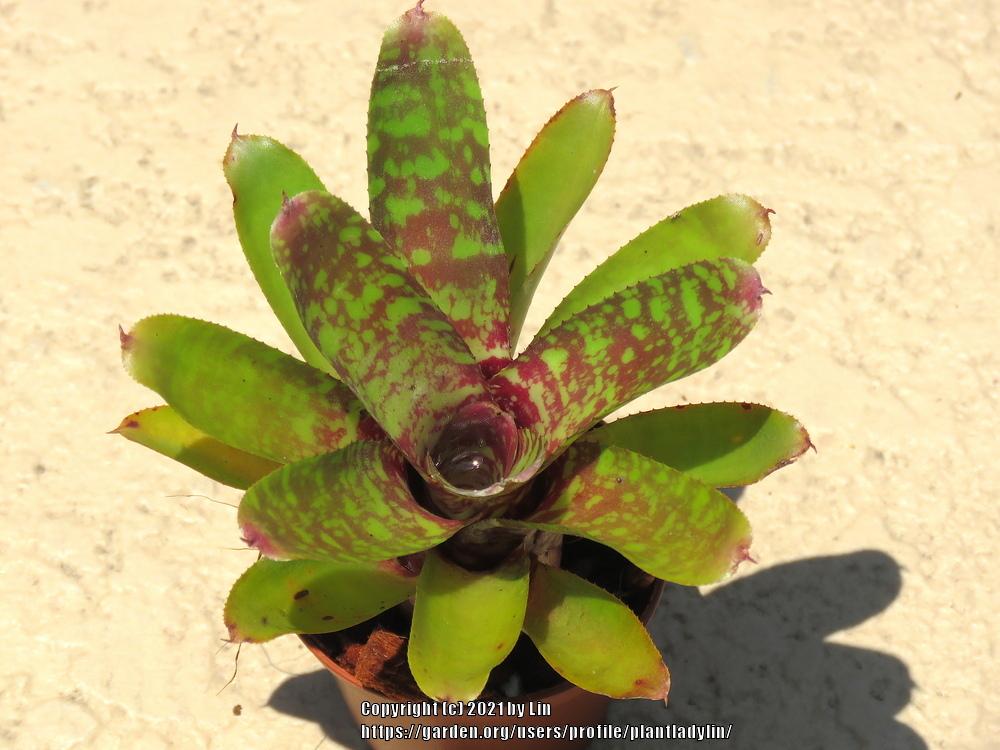 Bromeliad (Neoregelia 'Wild Tiger') - Garden.org