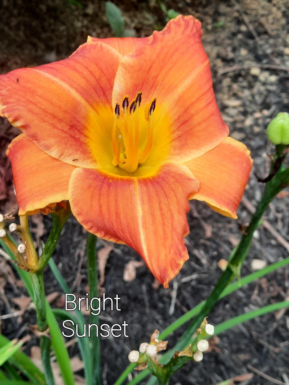 Photo of the bloom of Daylily (Hemerocallis 'Bright Sunset') posted by ...