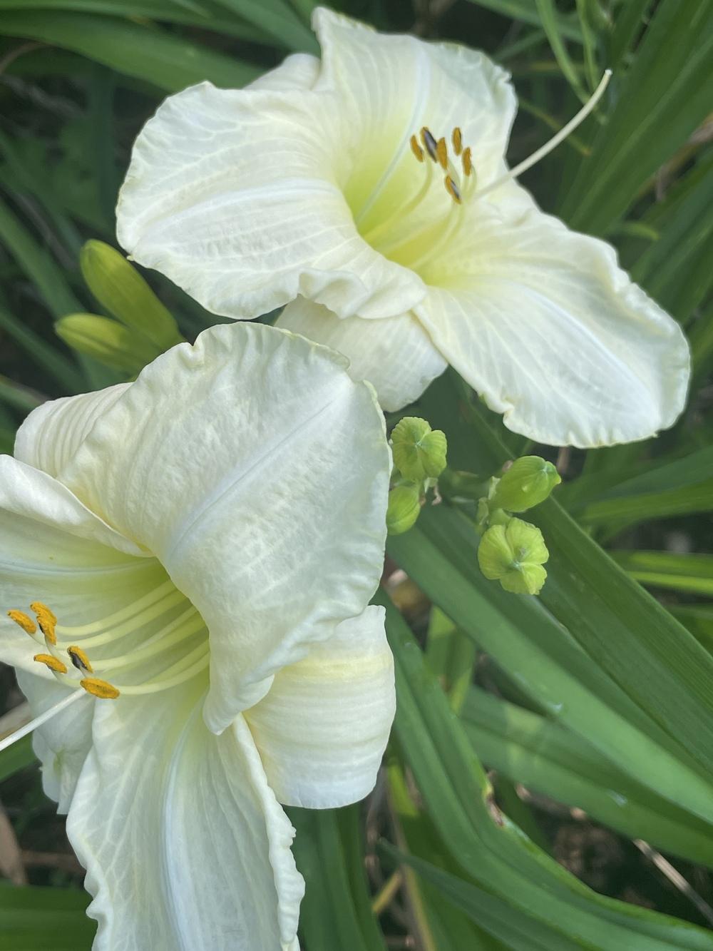 Late blooming white daylily identification in the Daylilies forum ...