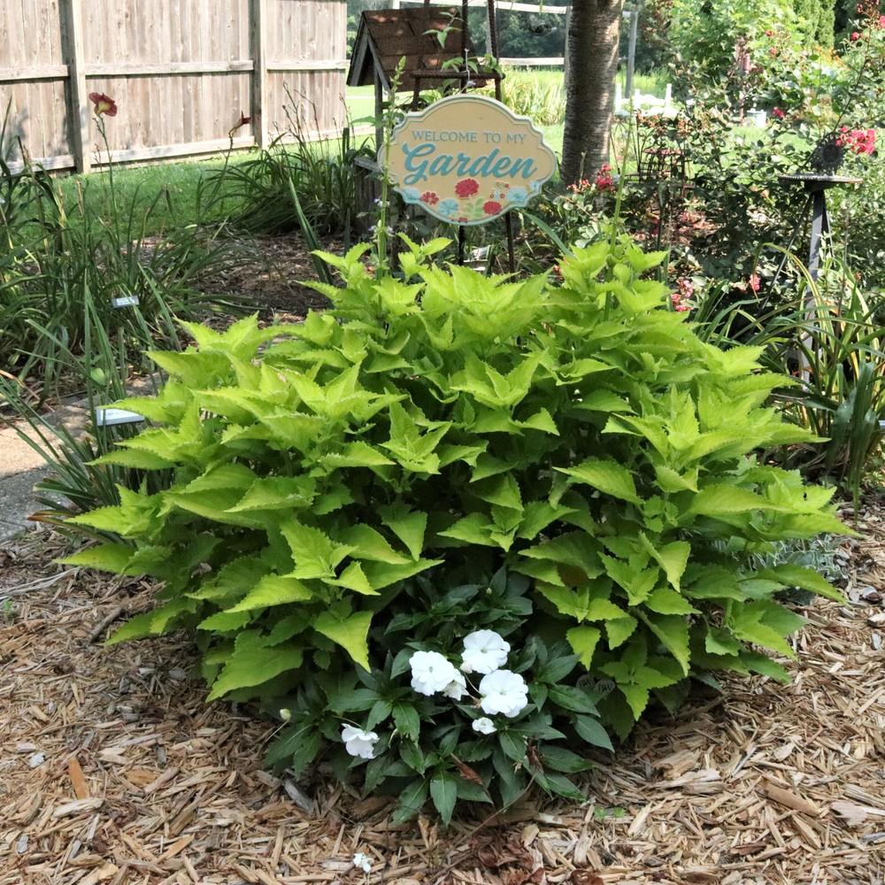 Coleus (Coleus scutellarioides ColorBlaze® Lime Time) in the Coleus ...