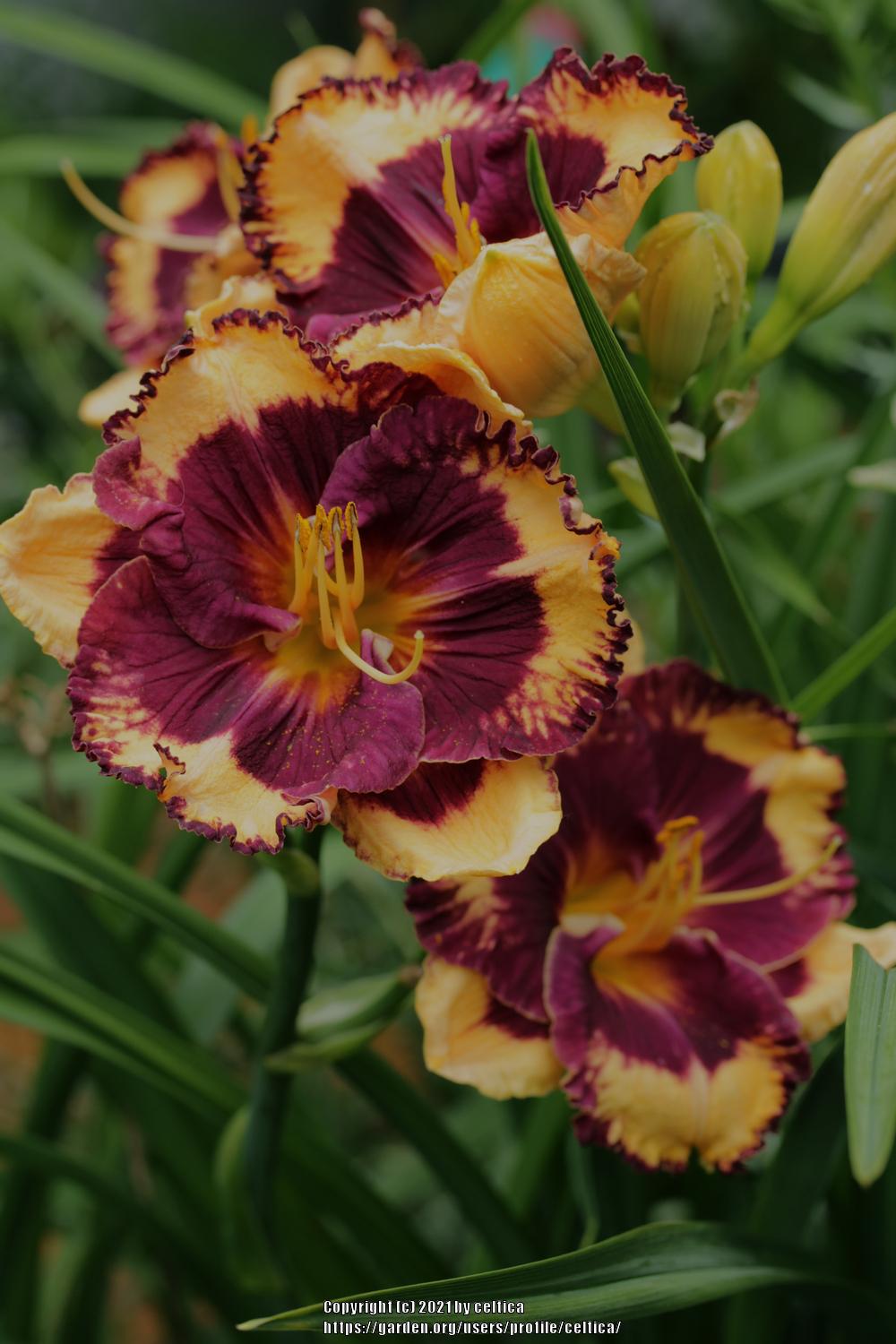 Daylily (Hemerocallis 'George Carman') in the Daylilies Database ...