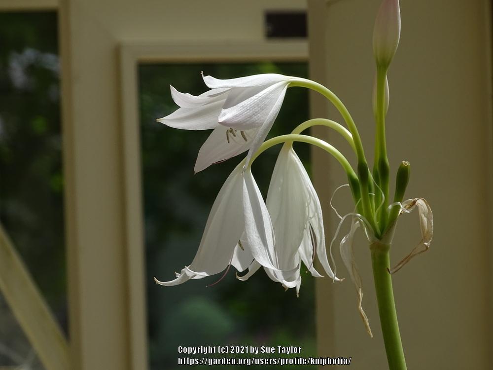 Crinum (Crinum x powellii 'Album') in the Crinums Database - Garden.org