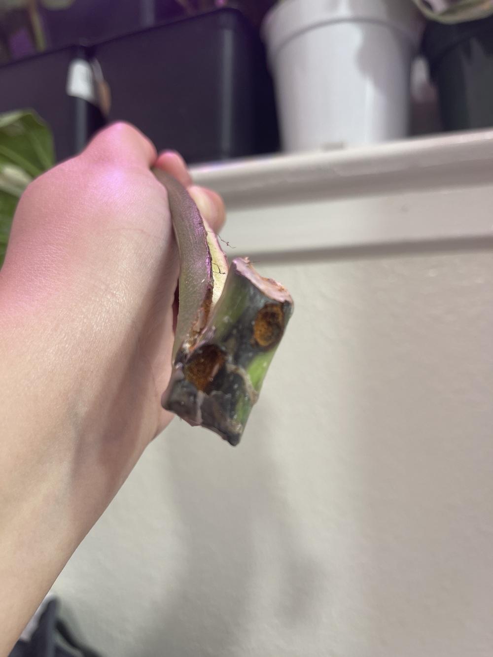 Help!!!Monstera Albo stem and aerial root rot. in the Ask a Question ...