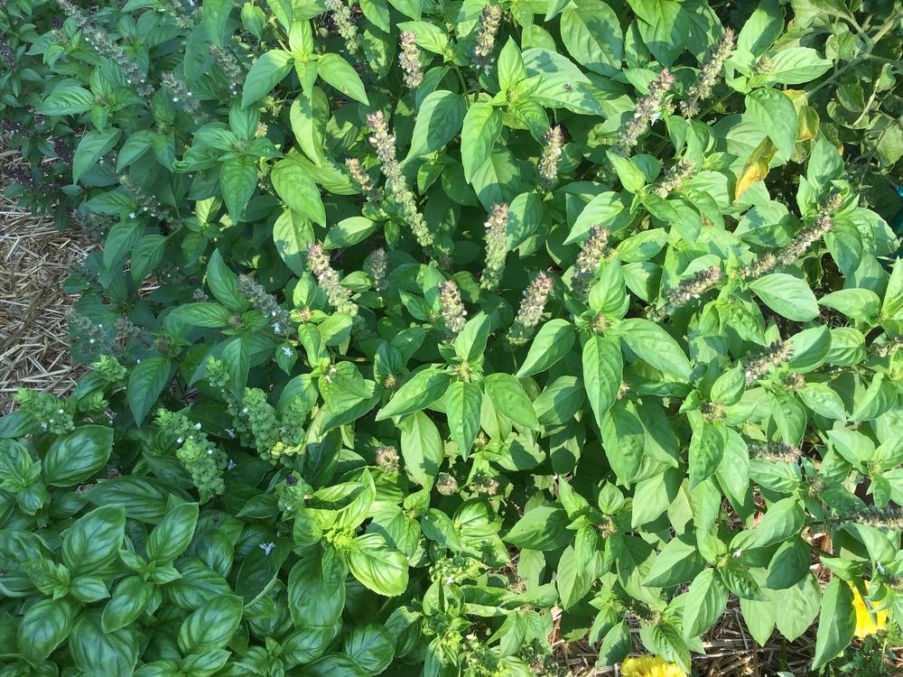 Basils: Plant Care and Collection of Varieties - Garden.org