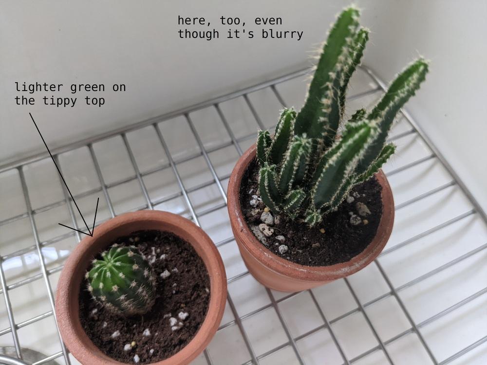 Are my cacti happy? in the Cactus and Succulents forum - Garden.org