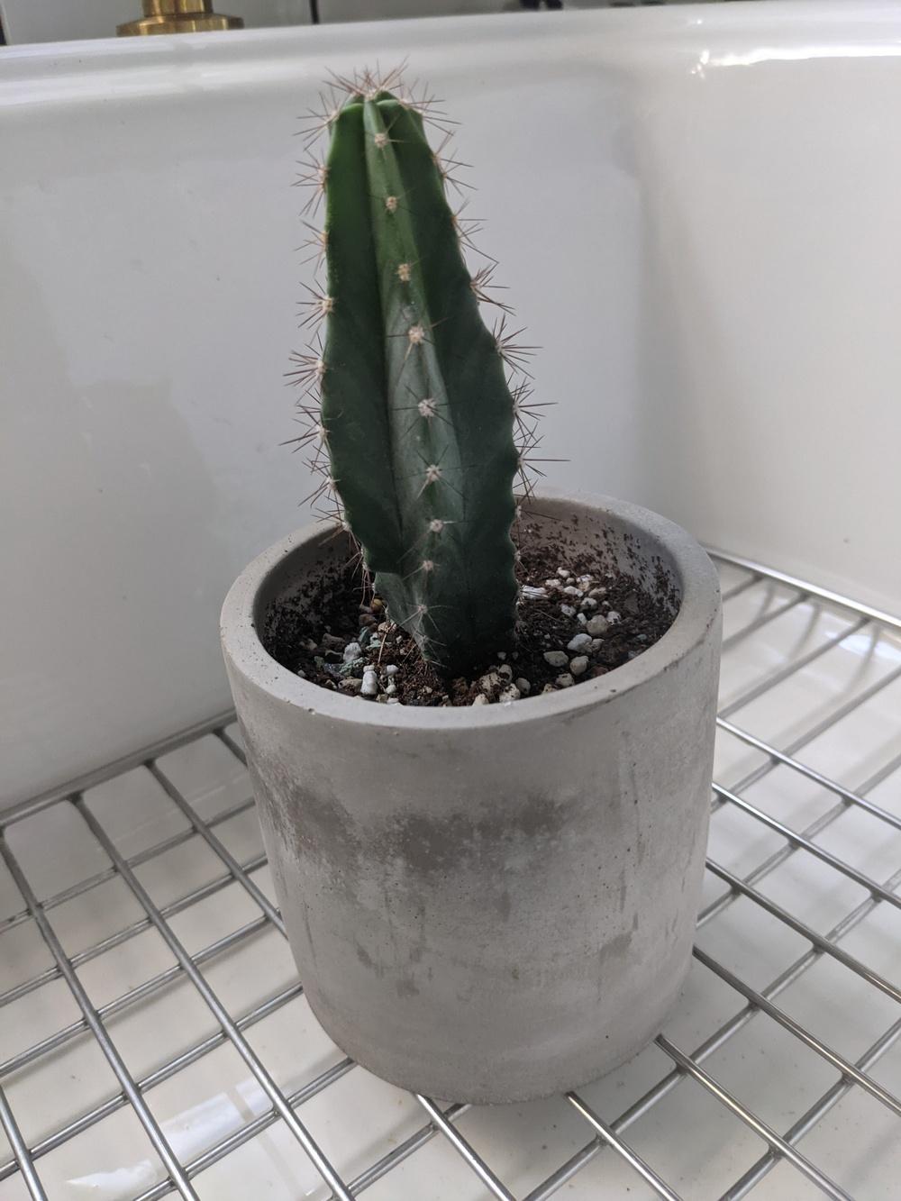 Are my cacti happy? in the Cactus and Succulents forum - Garden.org