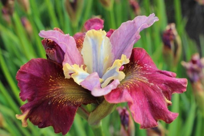 KCGardens's plant: Siberian Iris (Iris 'Cherry Fling') - Garden.org