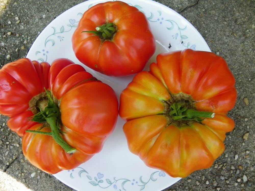 Photo of the fruit of Tomato (Solanum lycopersicum 'Buffalo Steak ...