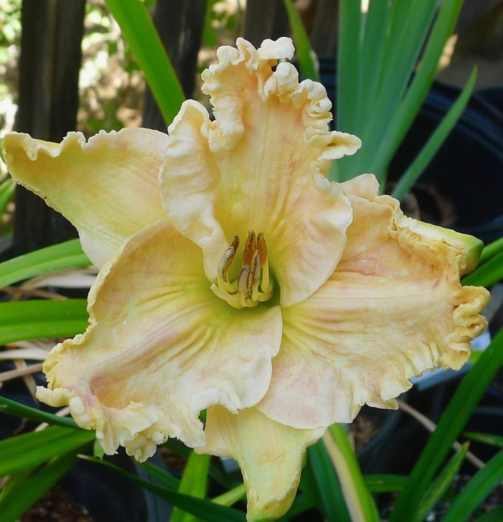 Daylily Hemerocallis Sexy Stella In The Daylilies Database