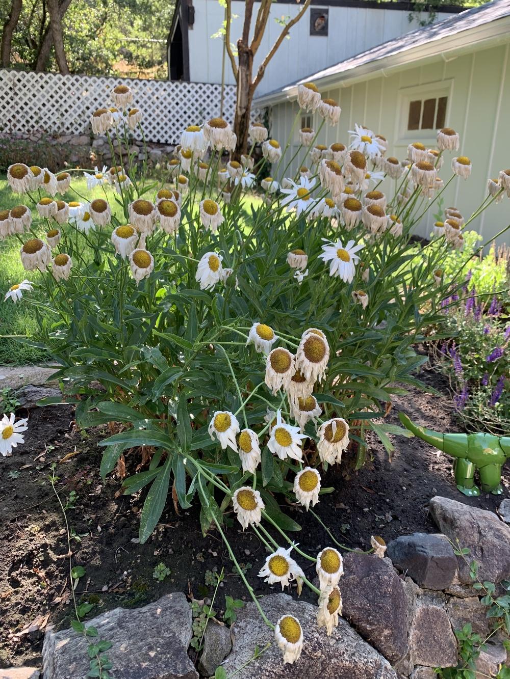 Wilting daisies in the Ask a Question forum - Garden.org
