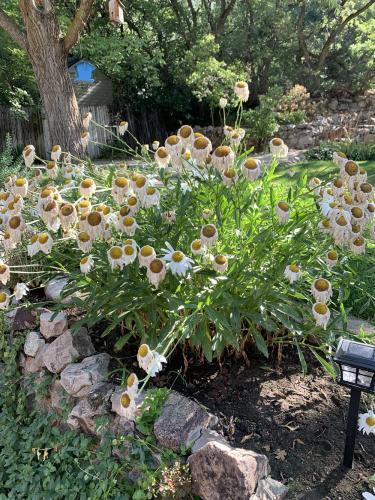 Wilting daisies in the Ask a Question forum - Garden.org