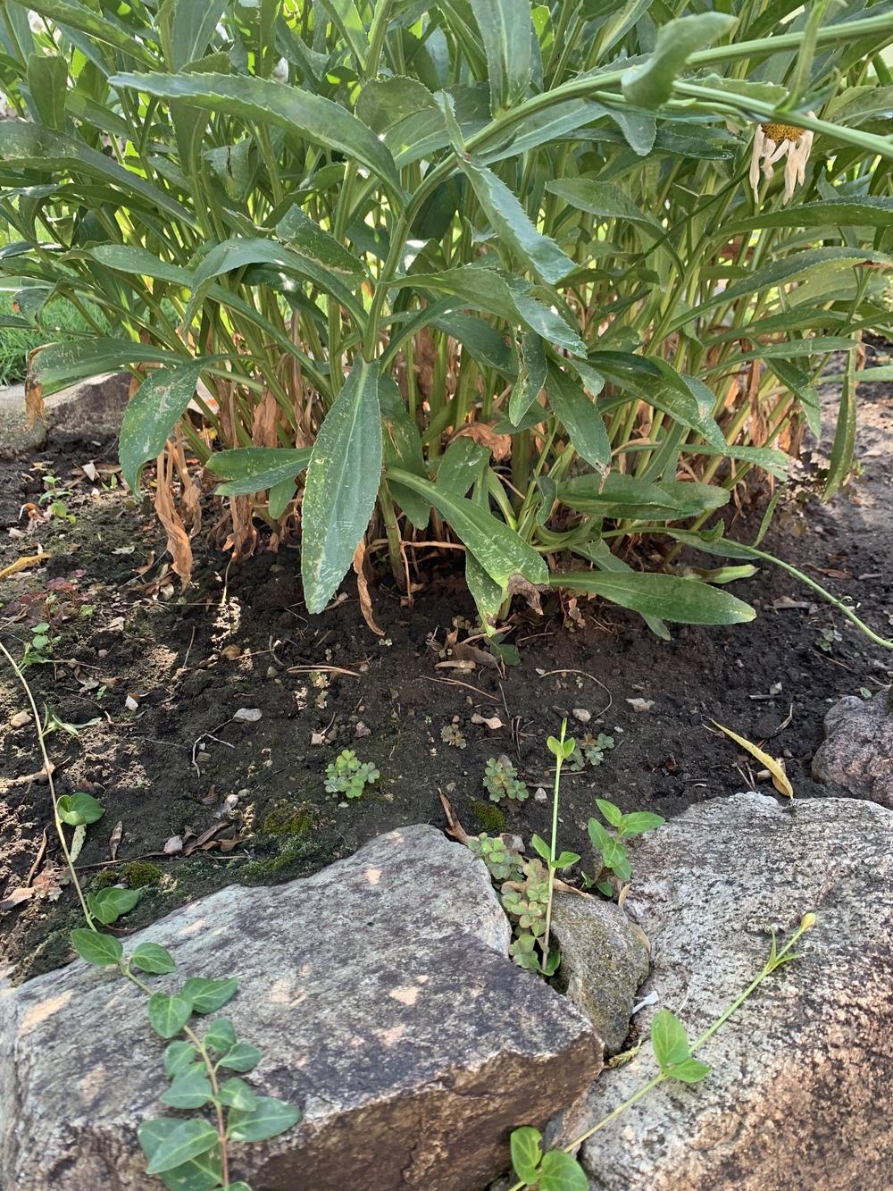 Wilting daisies in the Ask a Question forum - Garden.org