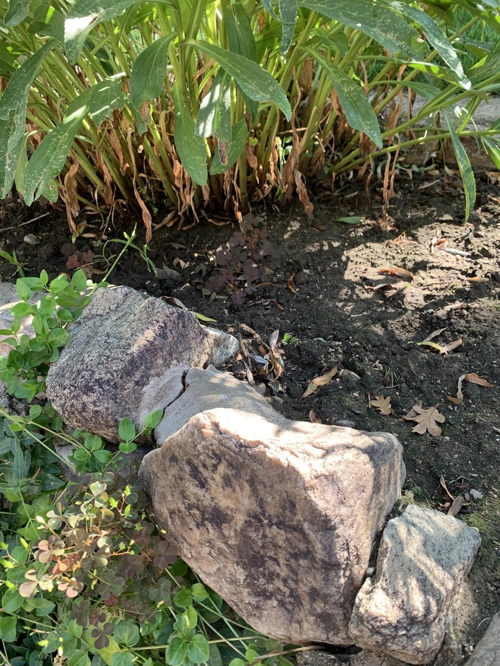 Wilting daisies in the Ask a Question forum - Garden.org