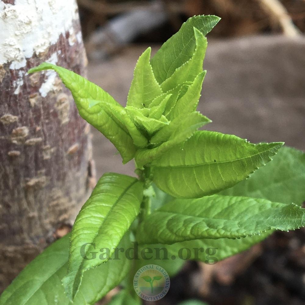 Photo of the emerging growth of Pluerry (Prunus 'Newroot-1') posted by ...