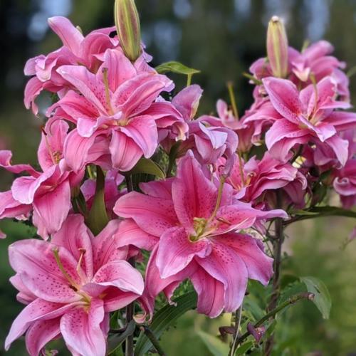 Lily (Lilium Roselily Thalissa) in the Lilies Database - Garden.org