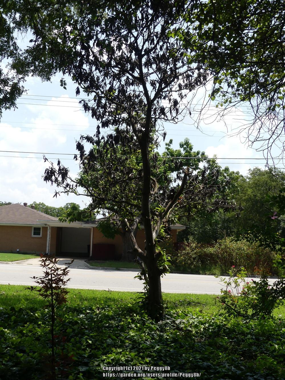 25' Loquat Tree Freeze Damage in the Trees and Shrubs forum - Garden.org