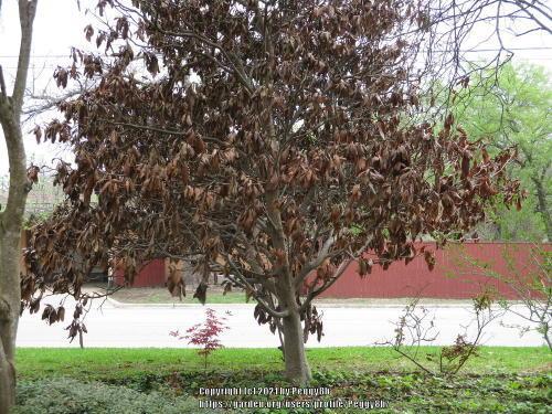 25' Loquat Tree Freeze Damage in the Trees and Shrubs forum - Garden.org