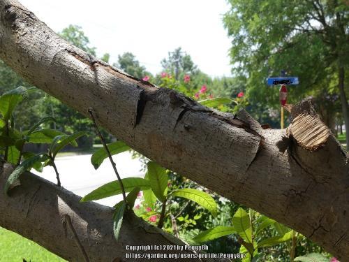 25' Loquat Tree Freeze Damage in the Trees and Shrubs forum - Garden.org