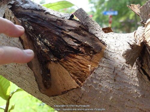 25' Loquat Tree Freeze Damage in the Trees and Shrubs forum - Garden.org