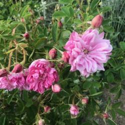 Rose (Rosa 'Omar Khayyam') in the Roses Database - Garden.org