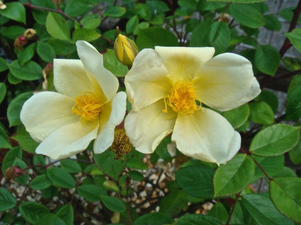Rose (Rosa 'Yellow Mutabilis') in the Roses Database - Garden.org