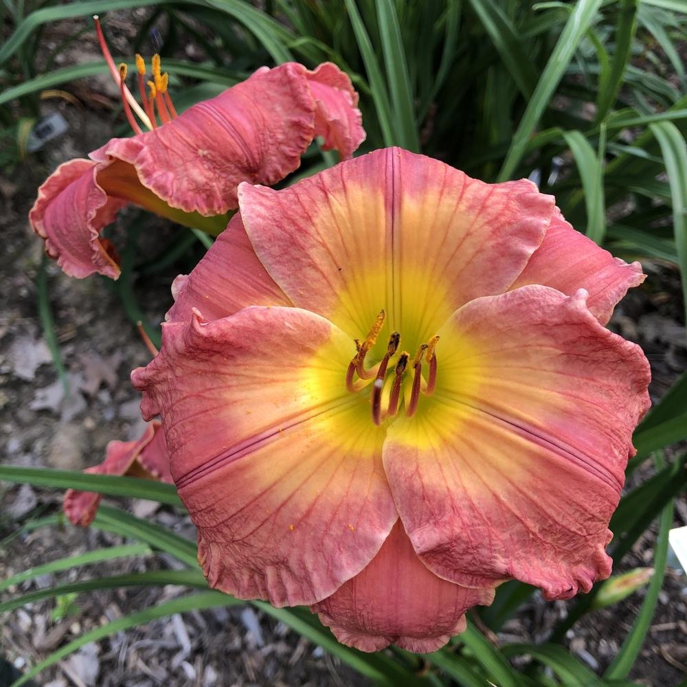 Daylily (Hemerocallis 'Sunset Mesa') in the Daylilies Database - Garden.org