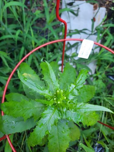 Vegetable ID in the Plant ID forum - Garden.org